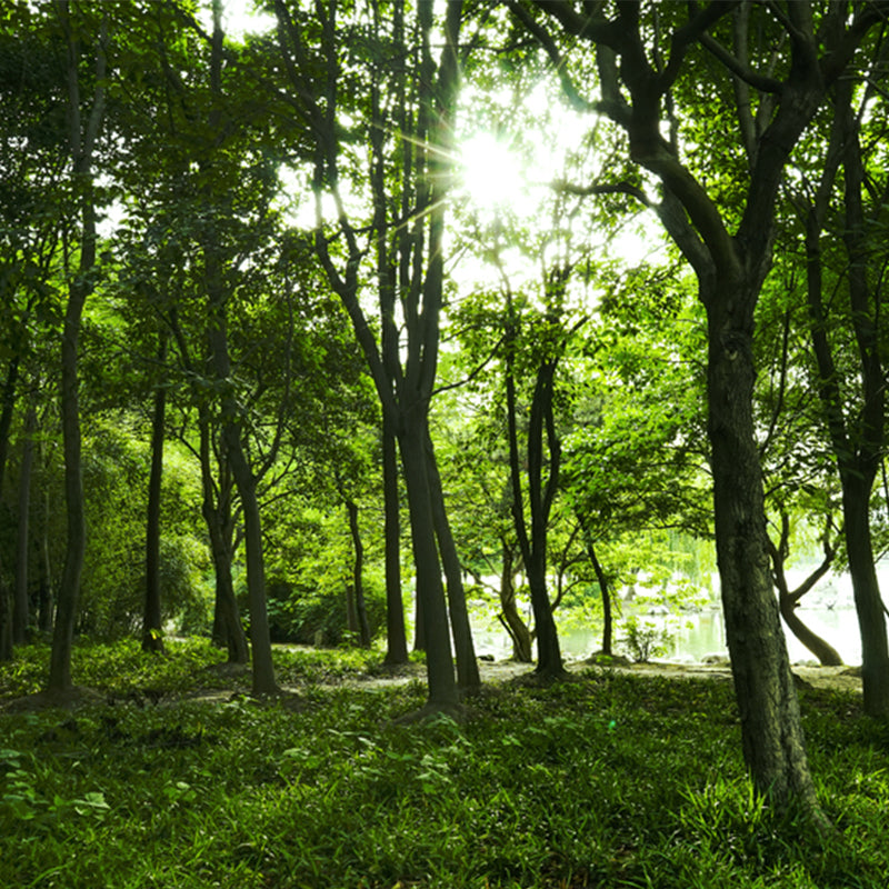 Tree Certificate - Give The Gift Of Trees | 8 Billion Trees